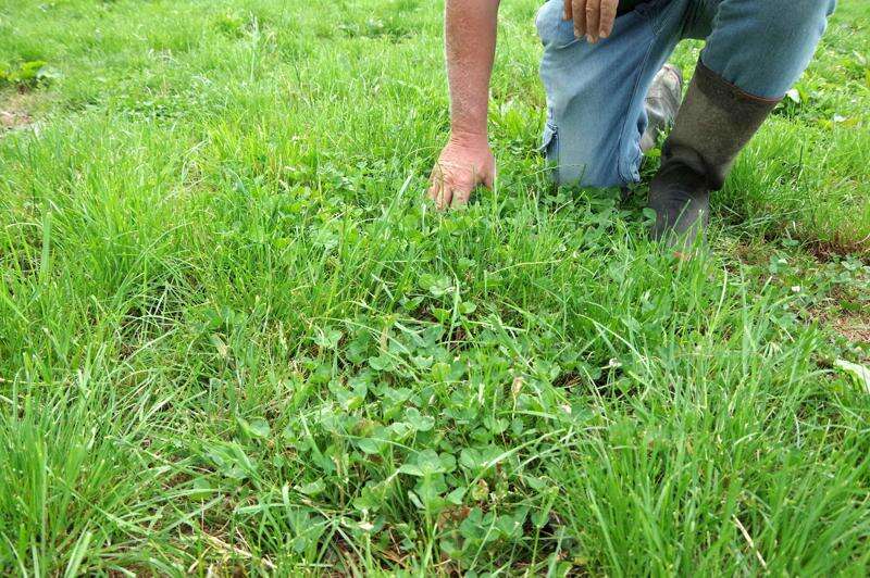 Optimise legumes and pasture | Country News