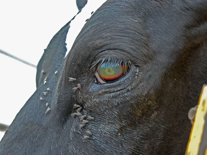 How To Id And Treat Pinkeye In Livestock Corowa Free Press