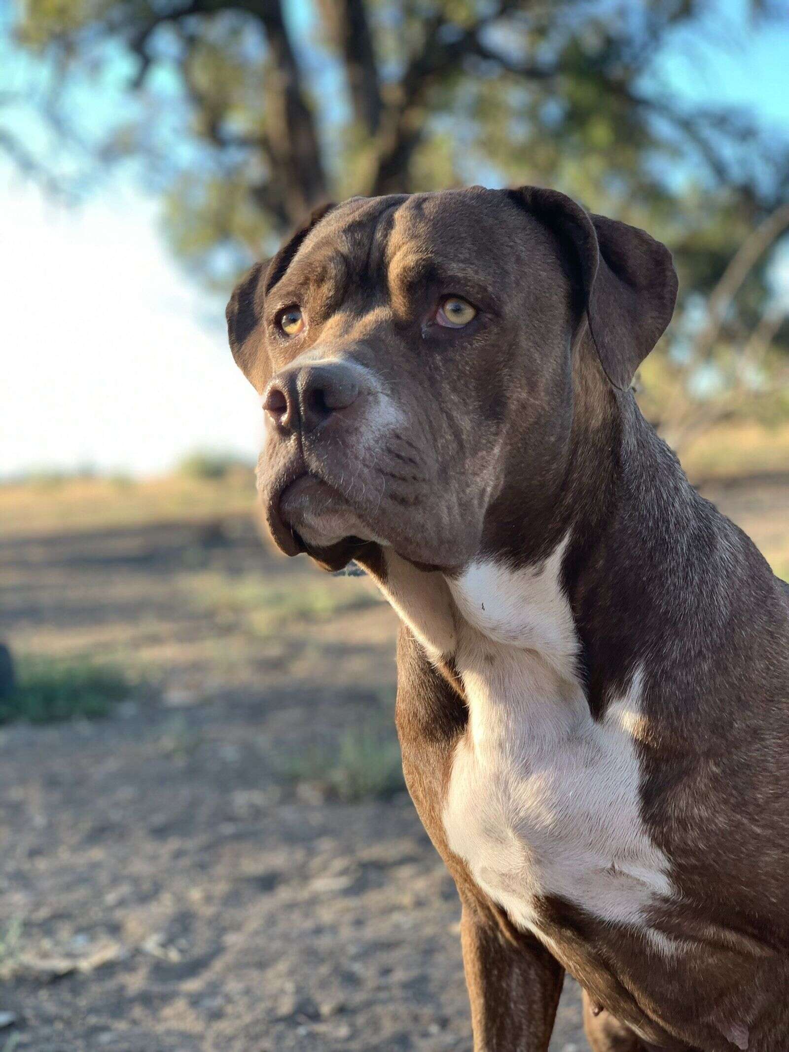 Bandogs at home on hobby farm | Country News