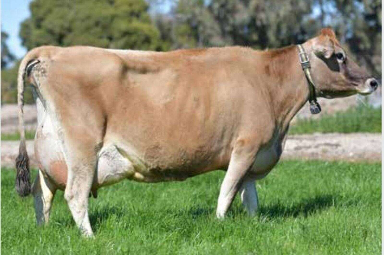 Jersey sells for $20,000 | Dairy News Australia