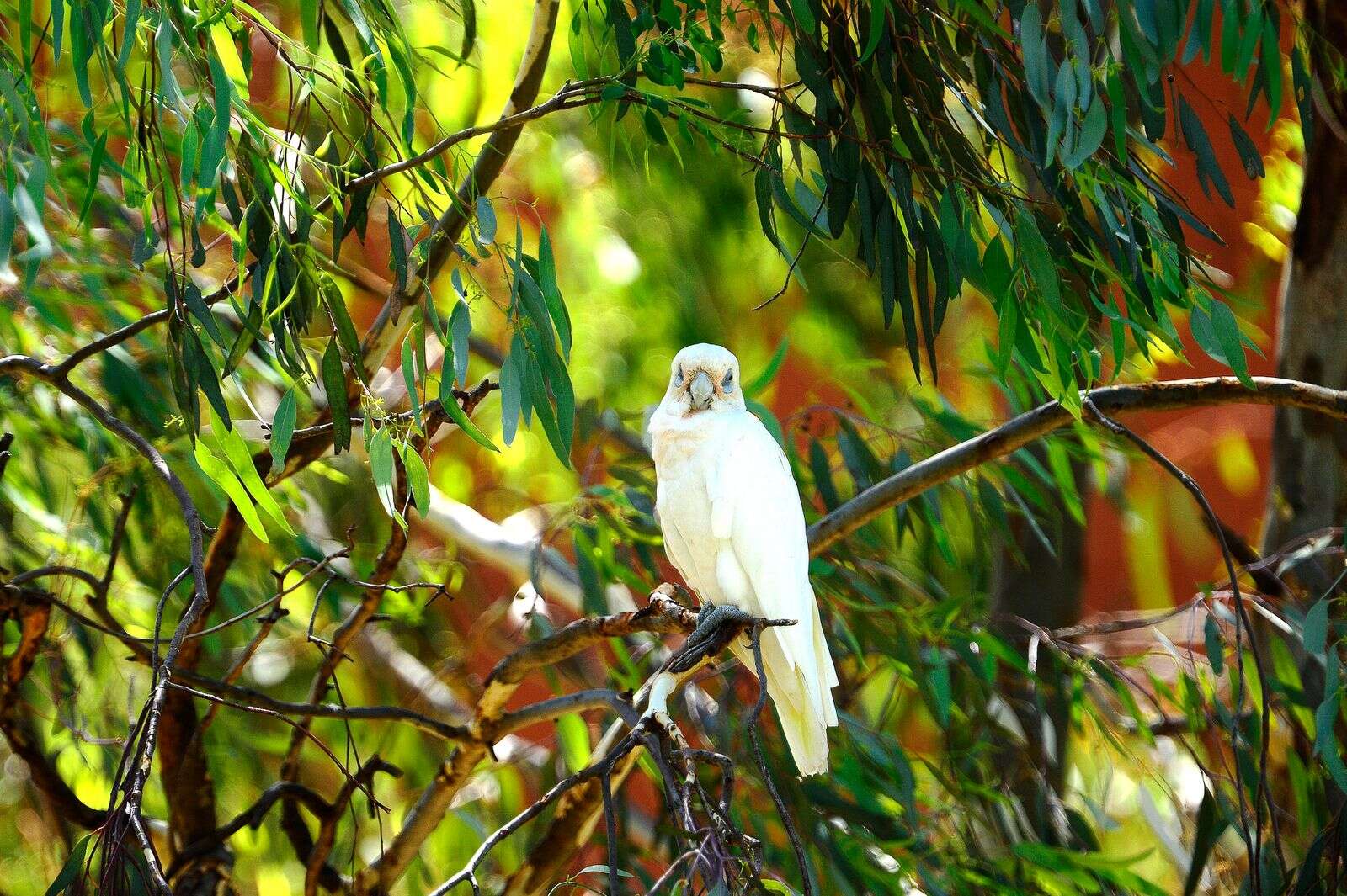 Damage from corellas, cockatoos no cause for alarm | Campaspe News