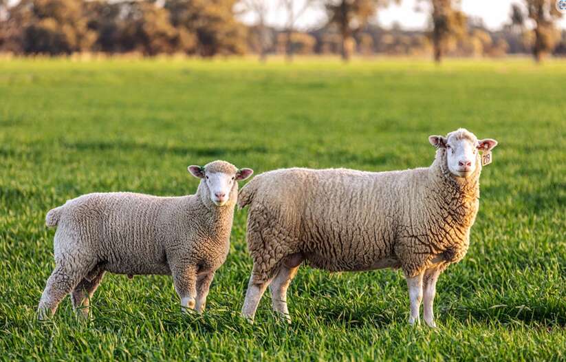 Kismet Stud's spring ram sale returns | Campaspe News