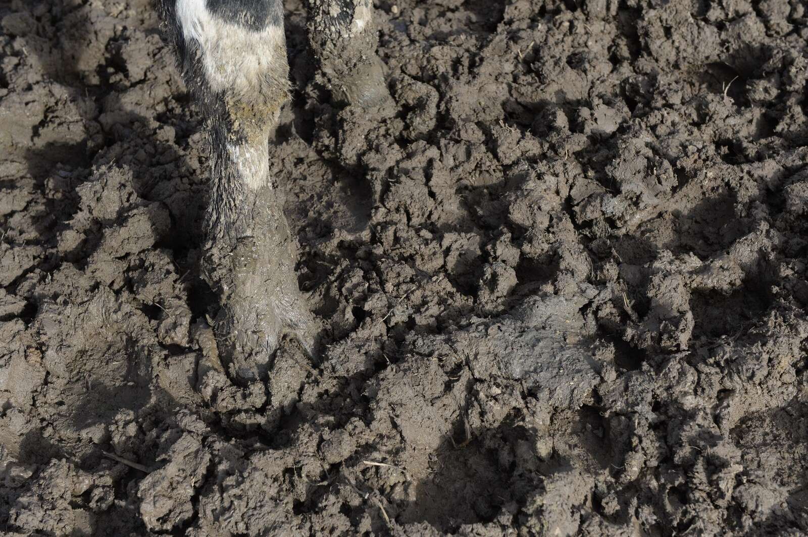 Step up to deal with hoof disease | Dairy News Australia