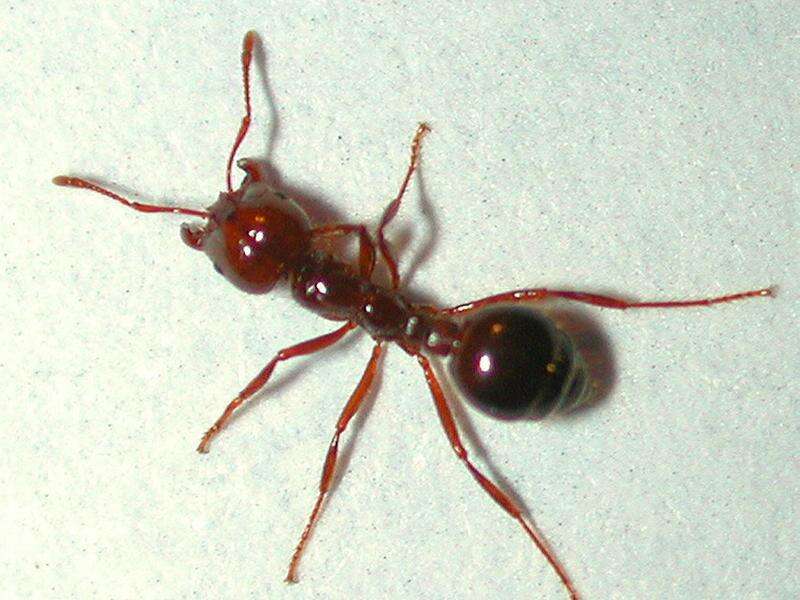 Millions to eradicate fire ant, devastating super-pest | Riverine Herald