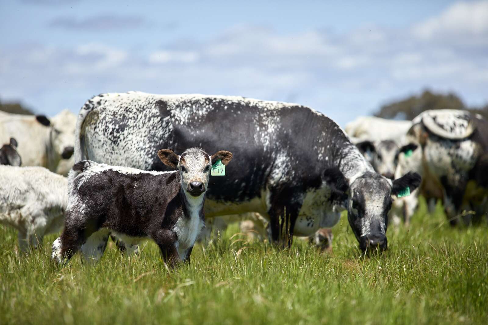 Check the speccy Speckle Parks | Southern Riverina News