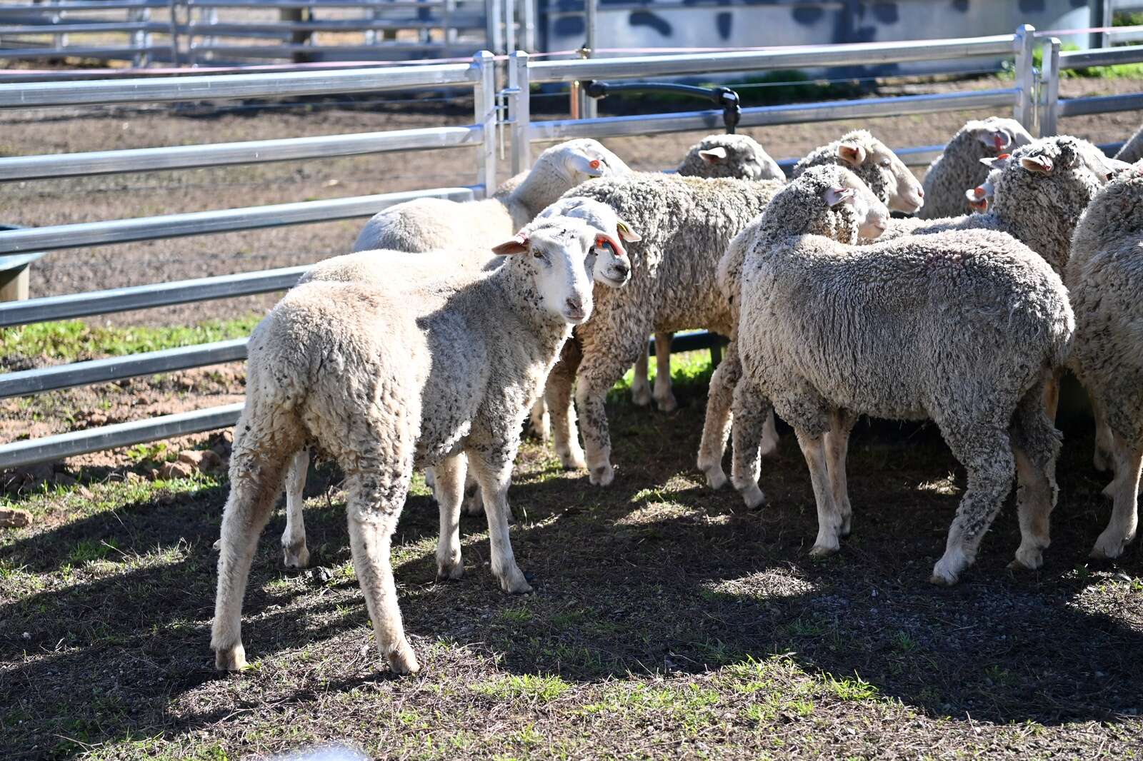 NLIS ensures safe, traceable livestock exports | Country News