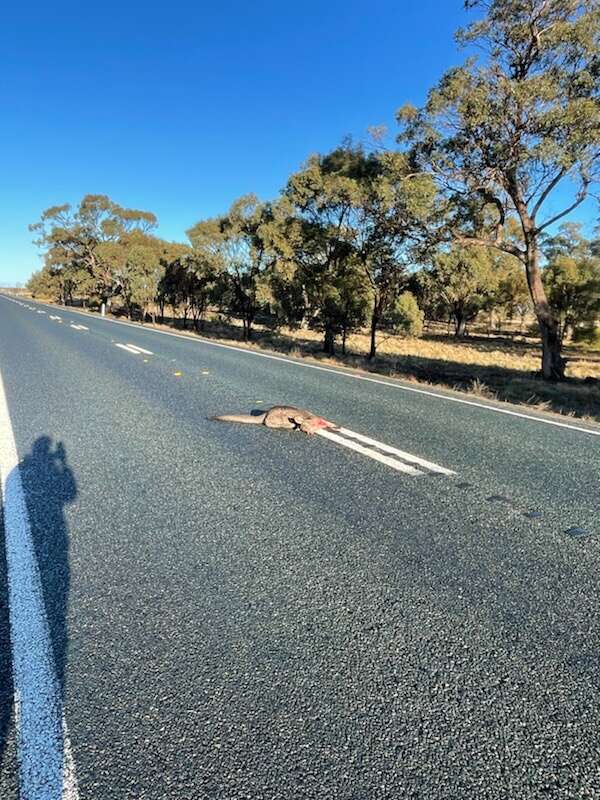 Roo problem needs to be addressed: former councillor | Dairy News Australia