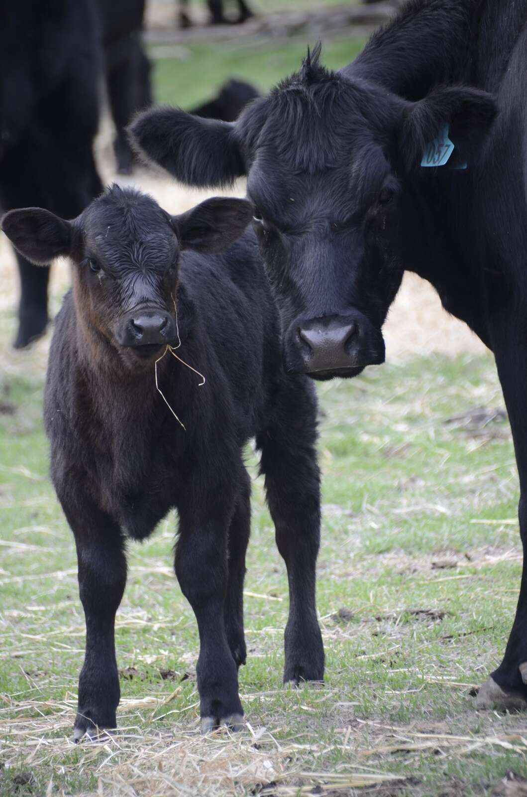 Consider early weaning of beef calves | Dairy News Australia