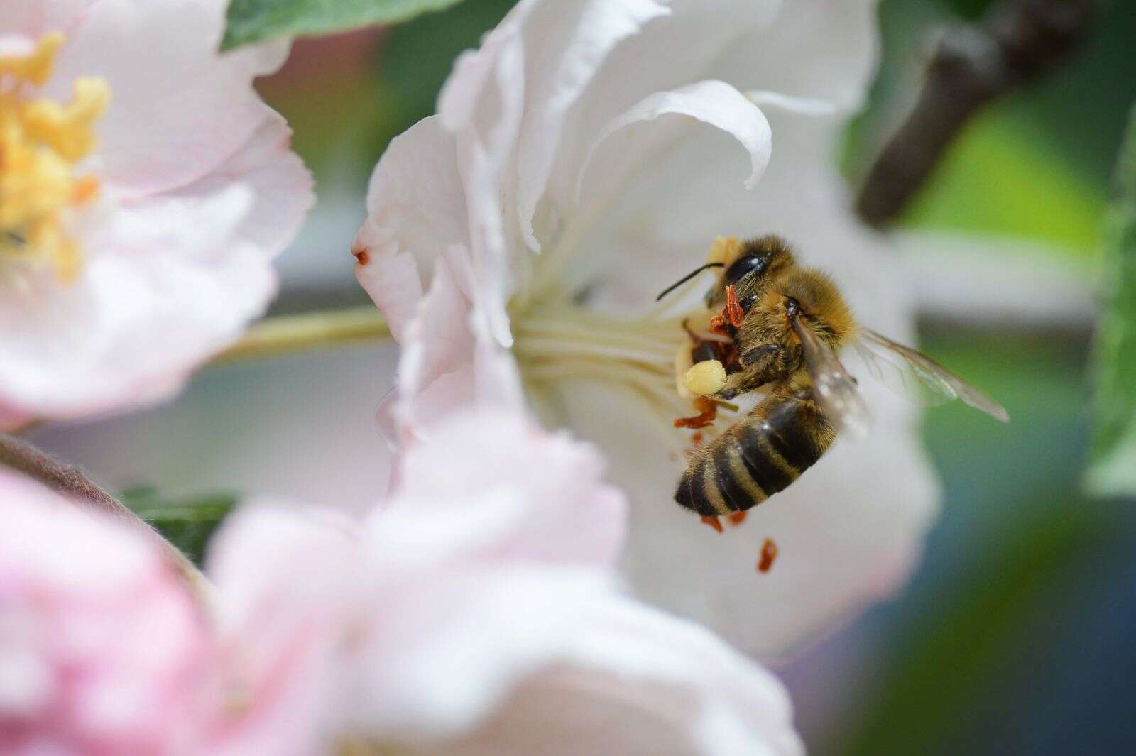 The secret life of bees | Shepparton News