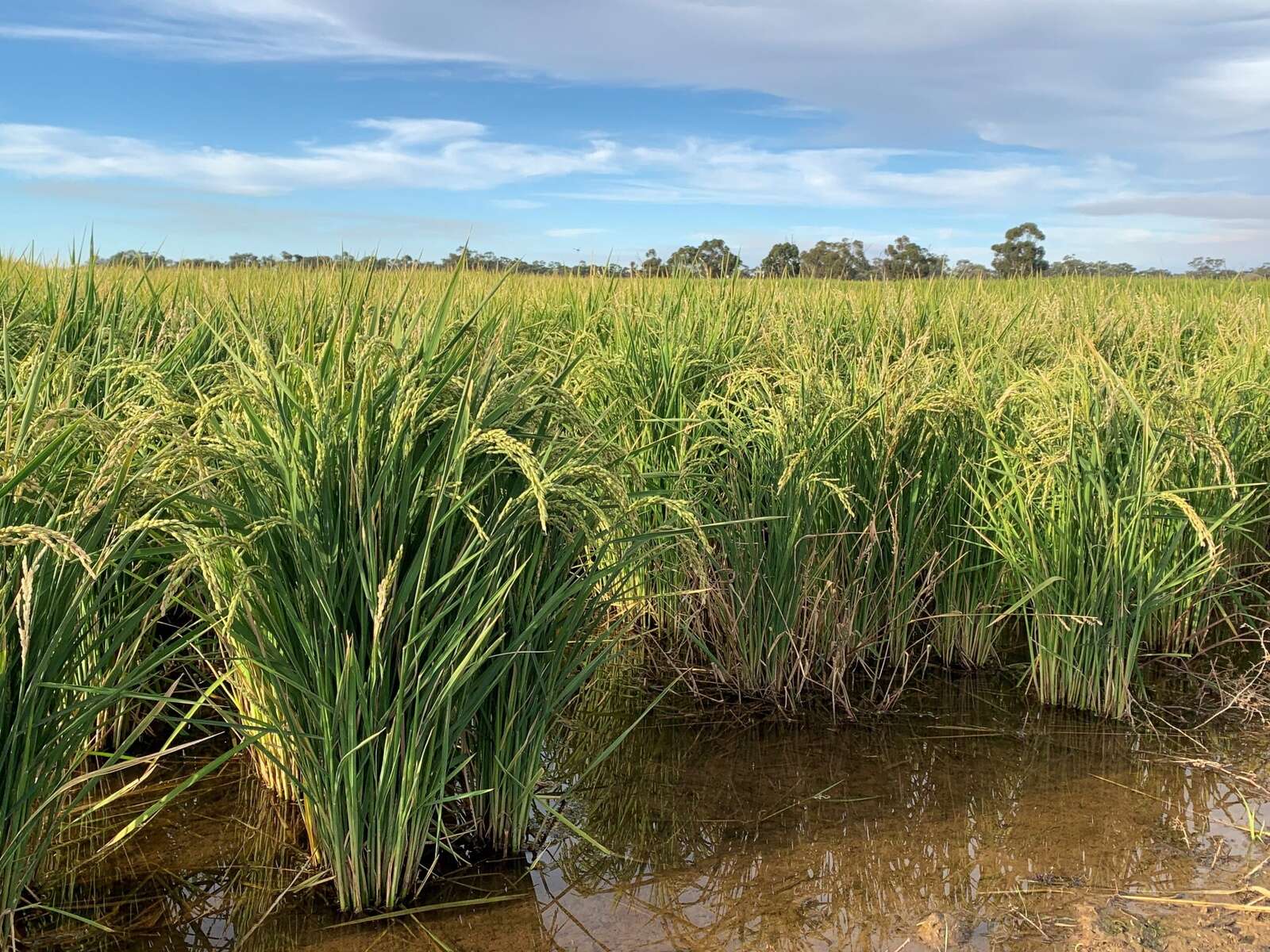 Rice jobs for industry graduates | Dairy News Australia
