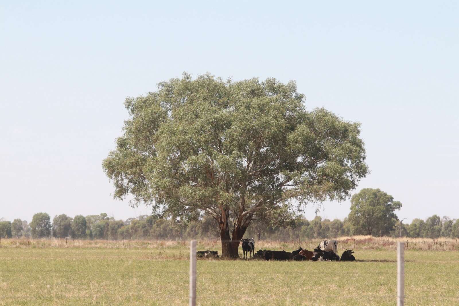 Protect paddock trees from stubble burns | Shepparton News
