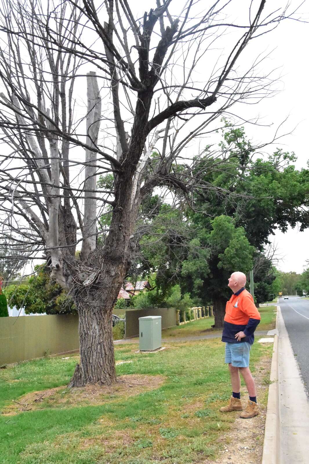 Street trees assessed with some to go | Shepparton News