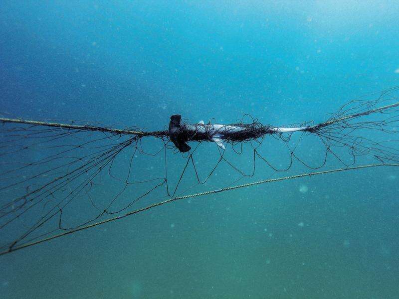 NSW nets trap few sharks but lots of threatened species | Kyabram Free ...