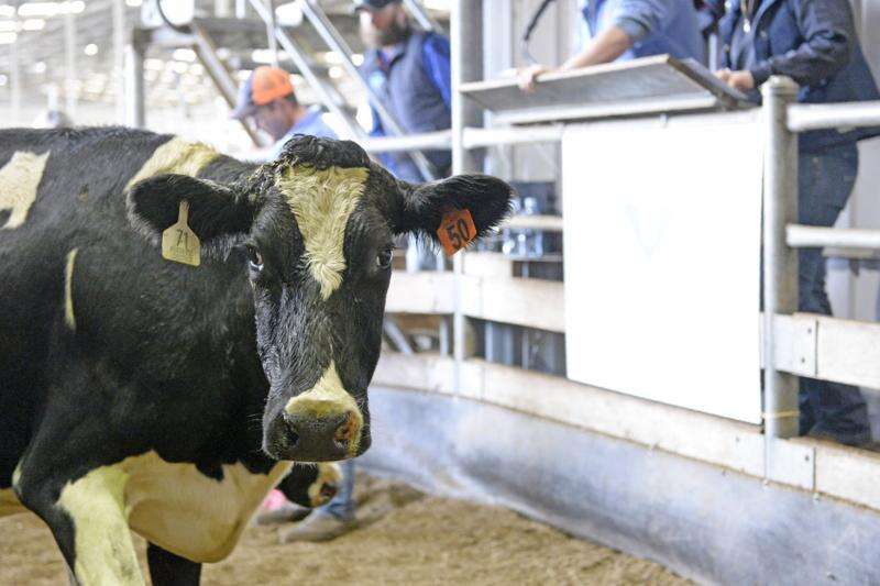 Buyers at Shepparton saleyards after milking potential | Country News