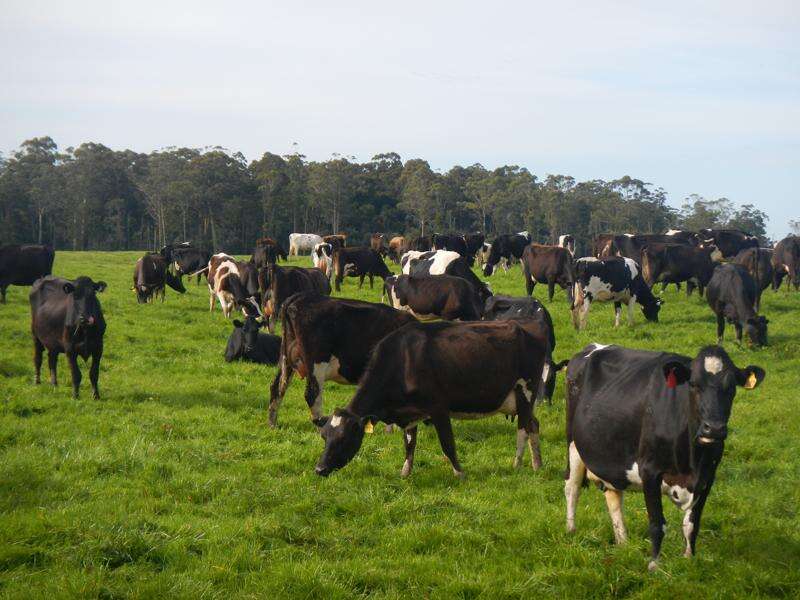 Transition cow management checklist | Dairy News Australia