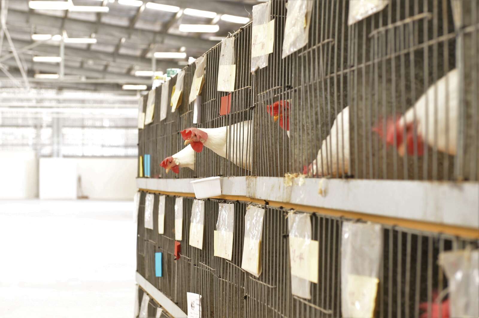 Soft feather poultry vie for best in show at Shepparton | Shepparton News