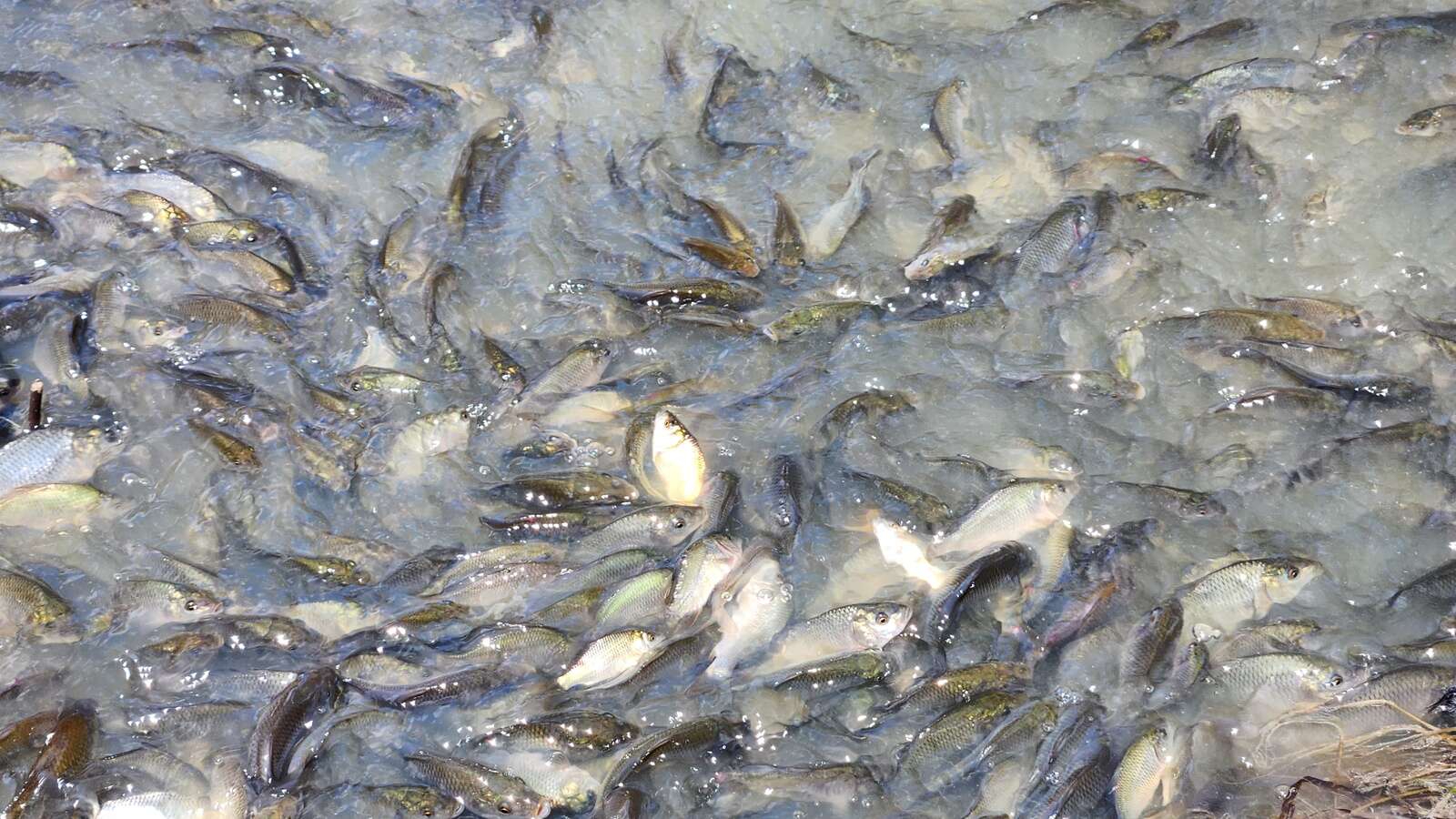 Mass carp spawning a Basin Plan wake-up call: NSWIC | Country News