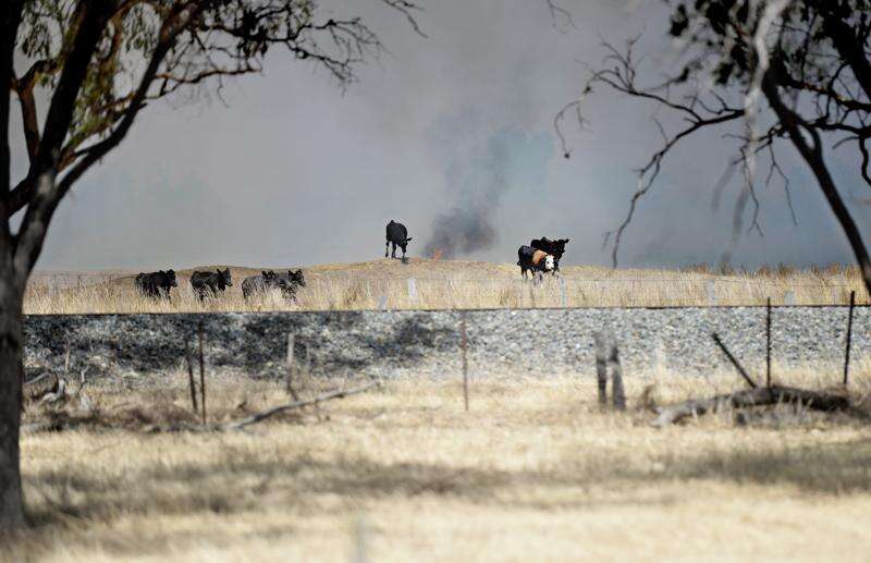 Grass fires a hazard in the region as mercury rises | Riverine Herald