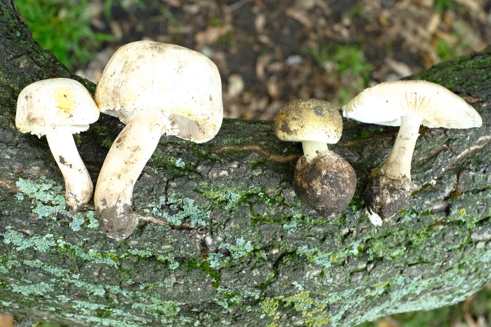 Watch out for wild mushies | Seymour Telegraph