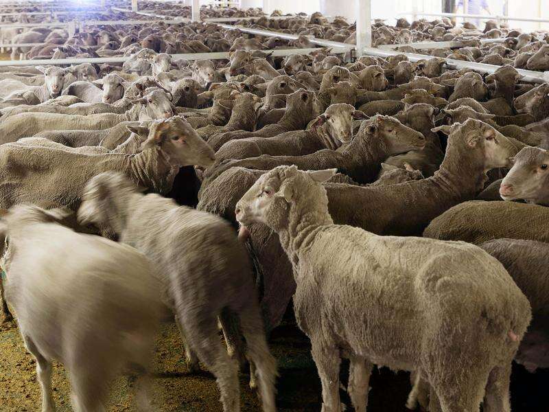 Charges dropped against exporter over 2400 sheep deaths | Country News