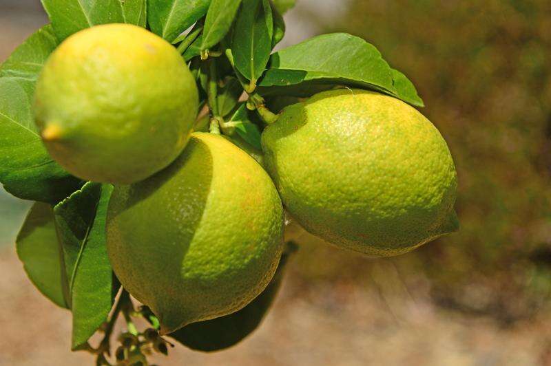 Citrus needs some winter TLC | Country News