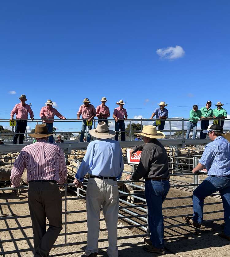 Saleyards to host annual sheep drive | Country News