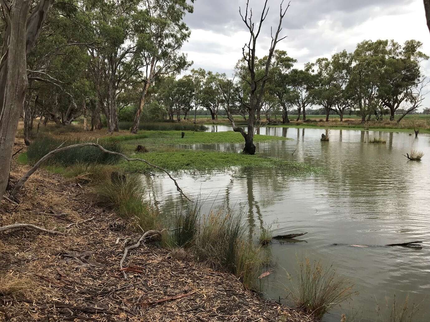 Nine Mile and Broken creeks future health up for discussion ...