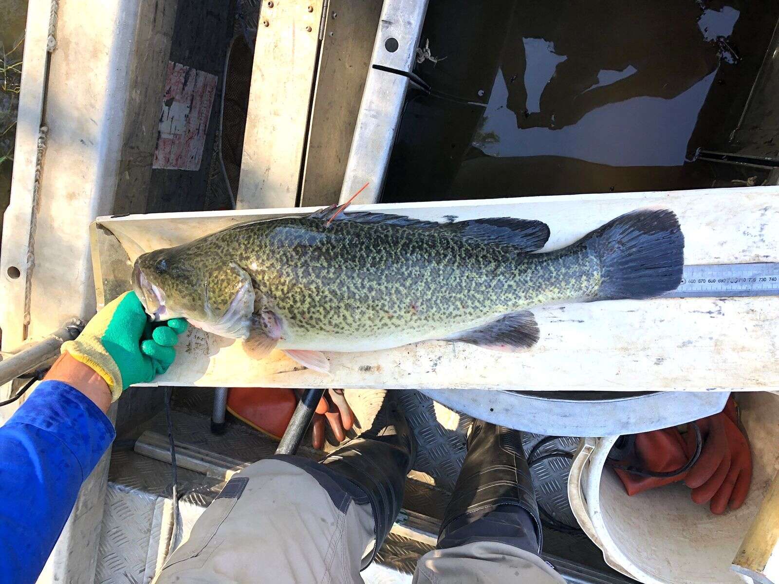 The Cod Father is officially on the loose | Country News