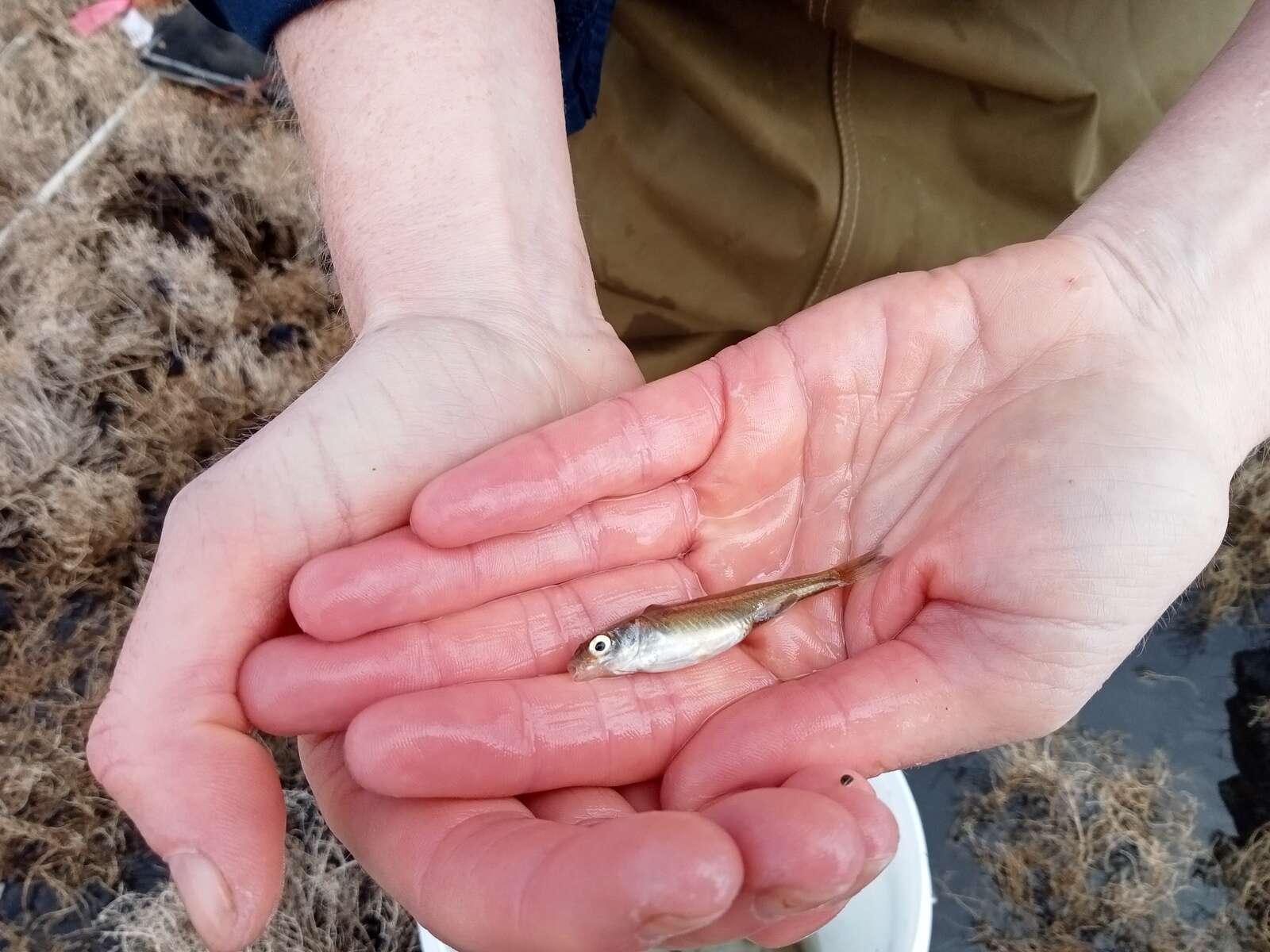 Big head start for critically endangered fish | Country News