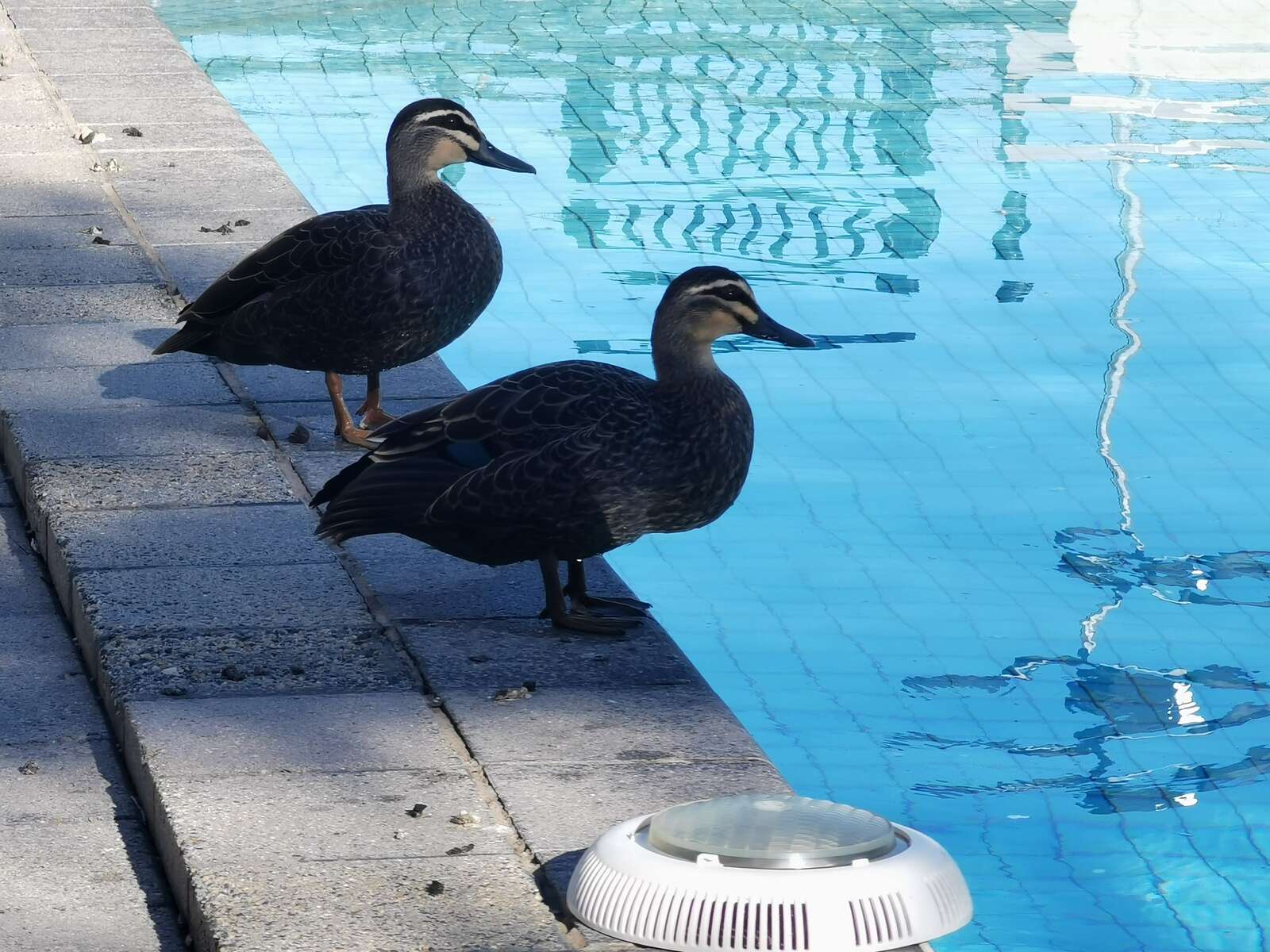 Friday weather | Shepparton forecast | Shepparton News