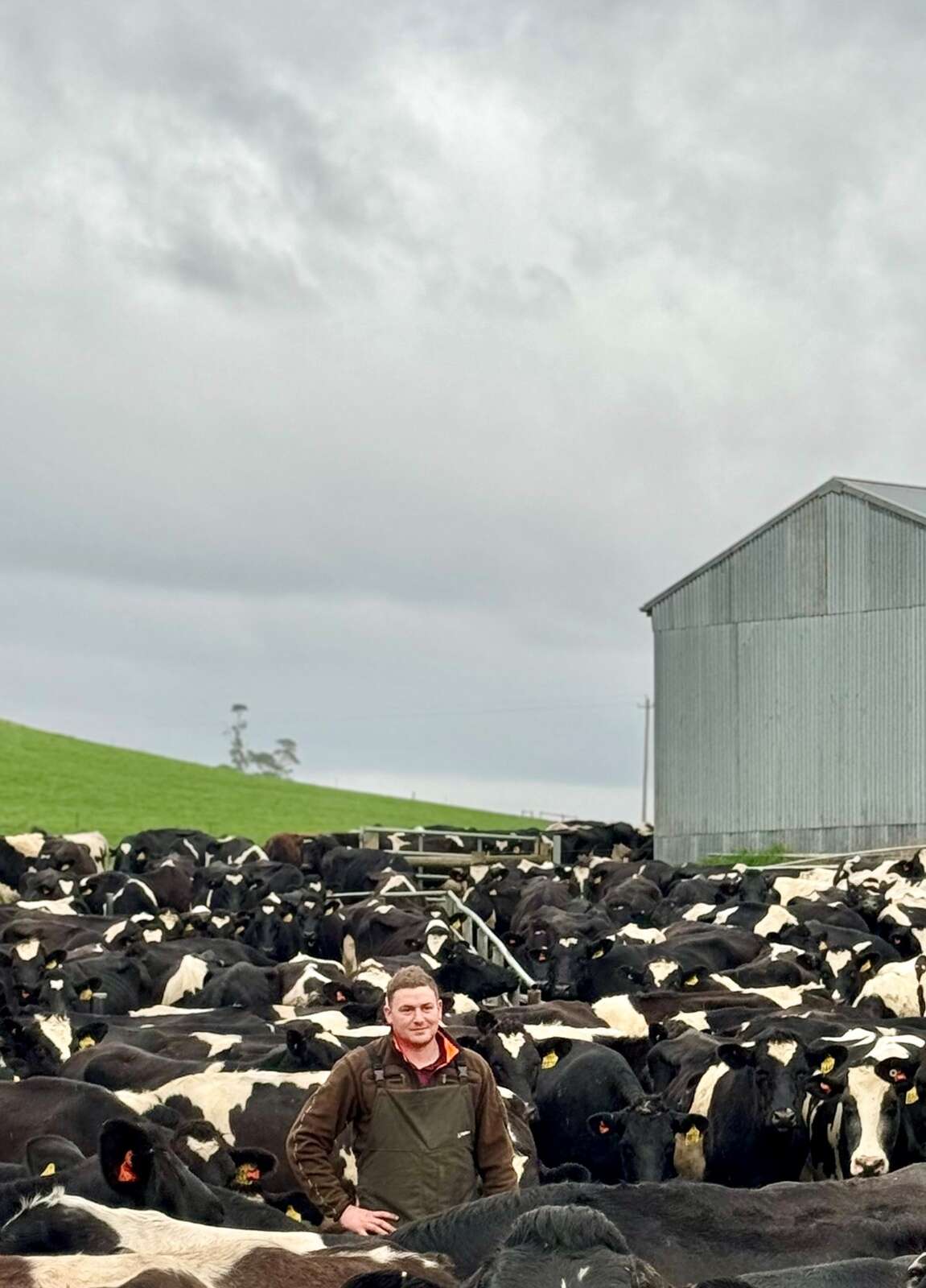 CowManager proves cost effective | Dairy News Australia