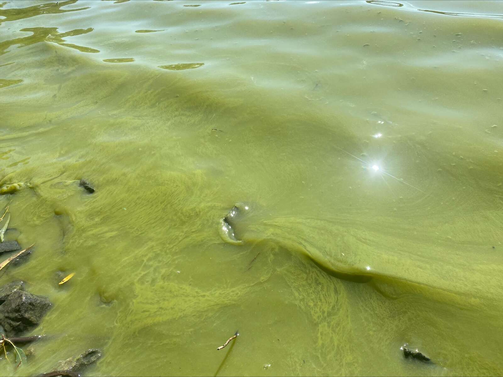 Algae increasing locally | Dairy News Australia