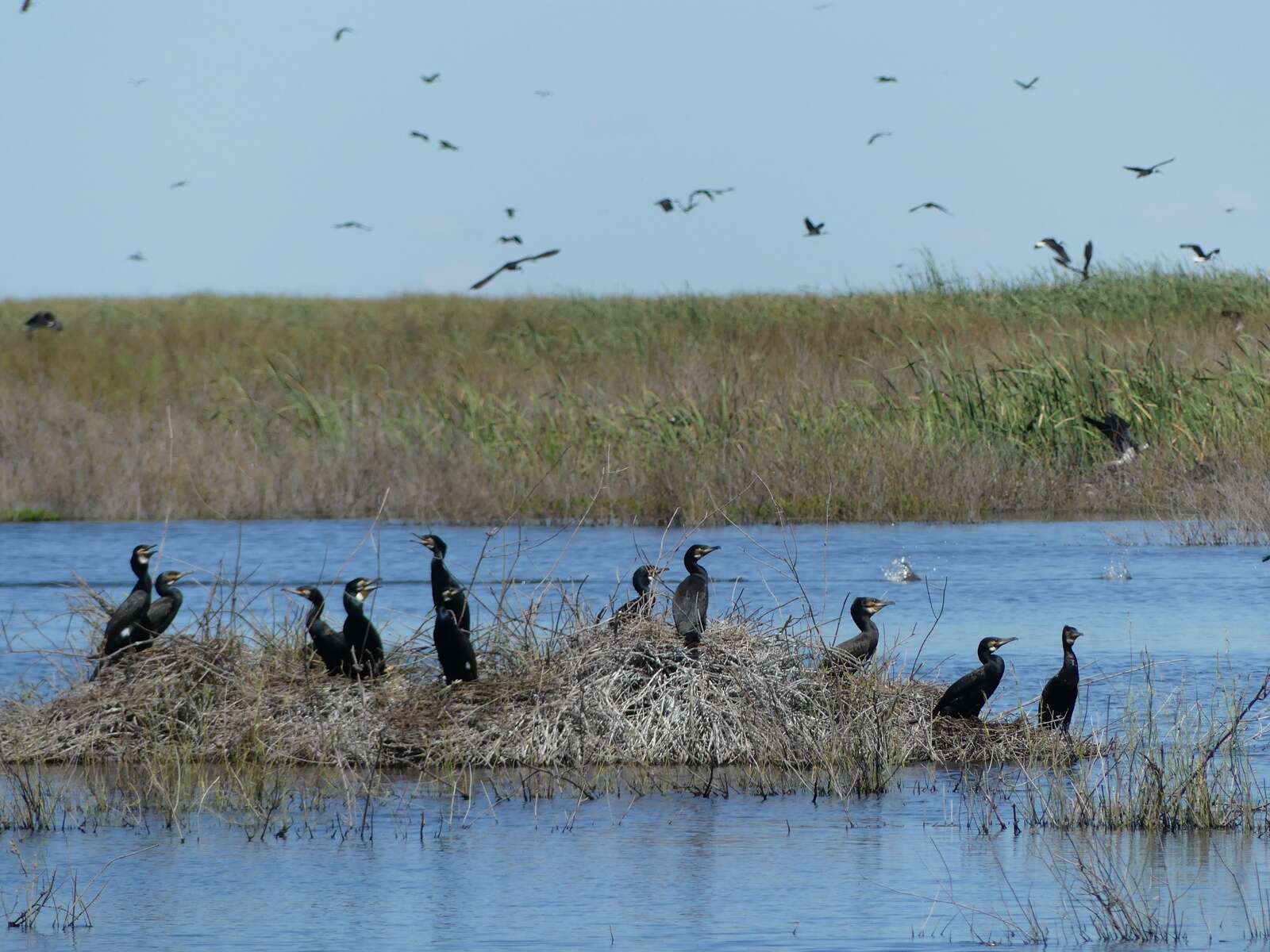 Largest waterbird breeding in decades | Country News