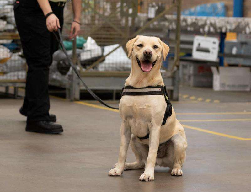 Ulf is the champion detector dog | Country News