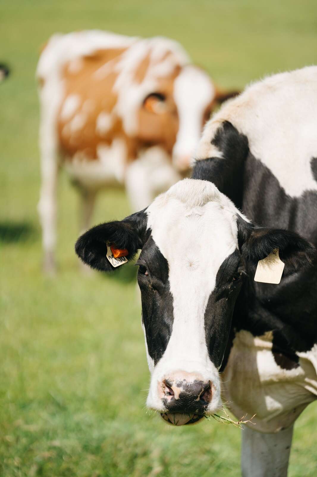 The impact of plug-and-play on pasture-based farms | Cobram Courier