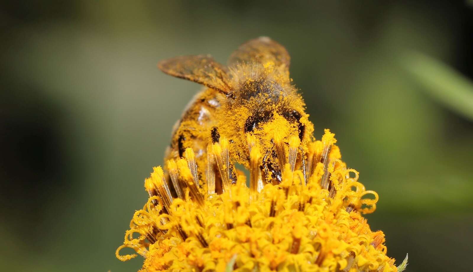 Don yellow to support agriculture’s hardest little workers | Country News