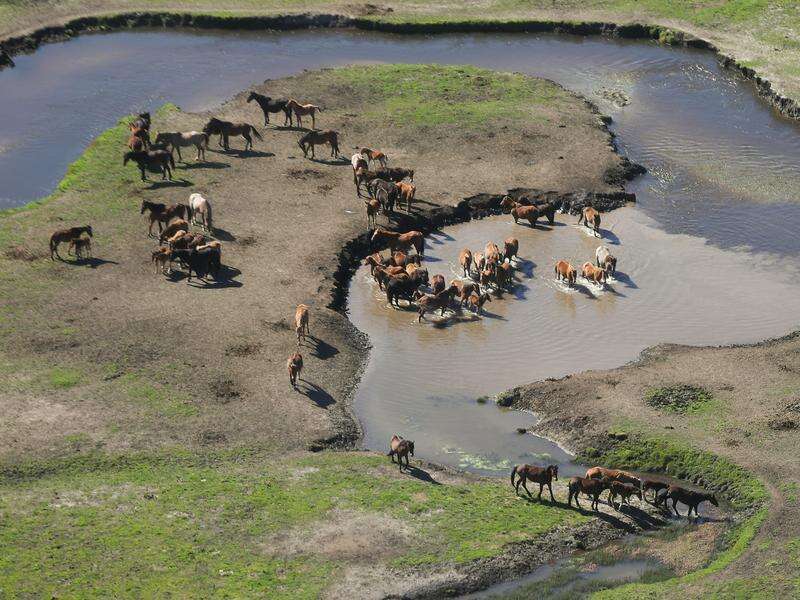 Aerial shooting cleared after brumby numbers boom | Country News