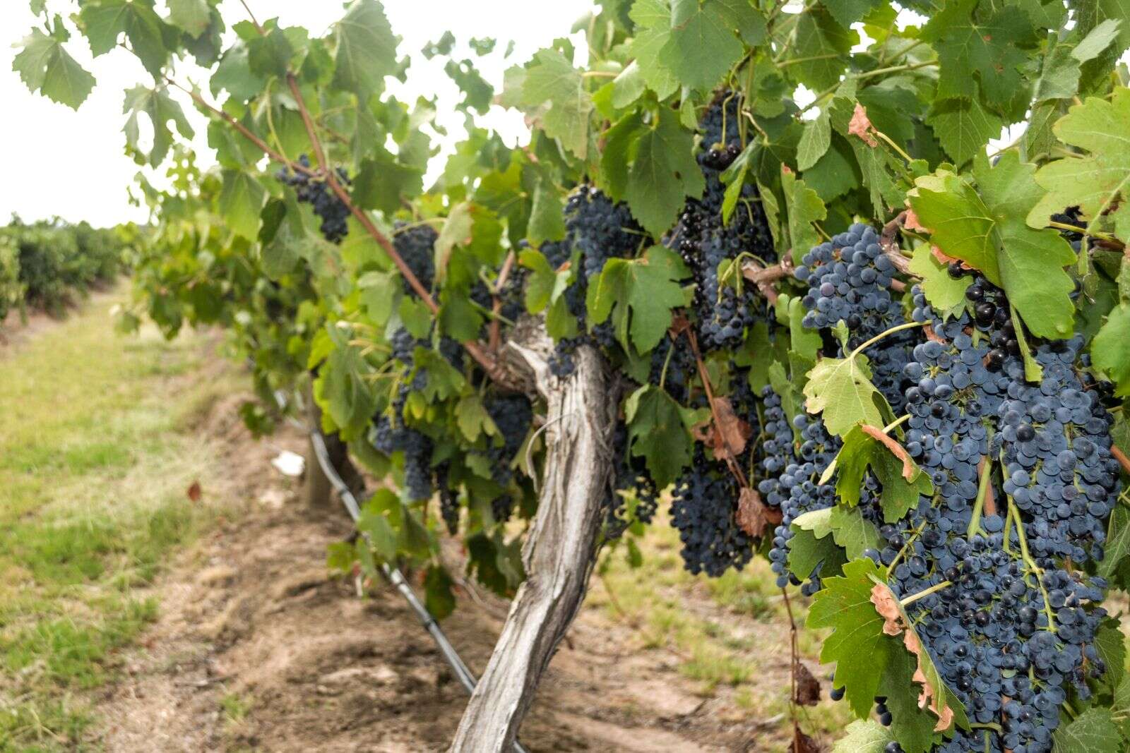 Smoke-taint detection to be rolled out | Benalla Ensign