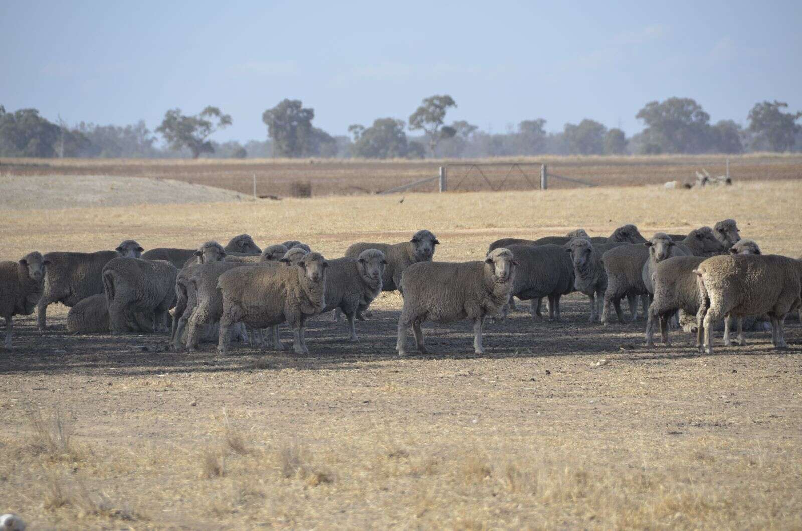 Thieves hit sheep properties | Country News