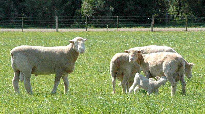 Pulling the wool over their eyes | Country News