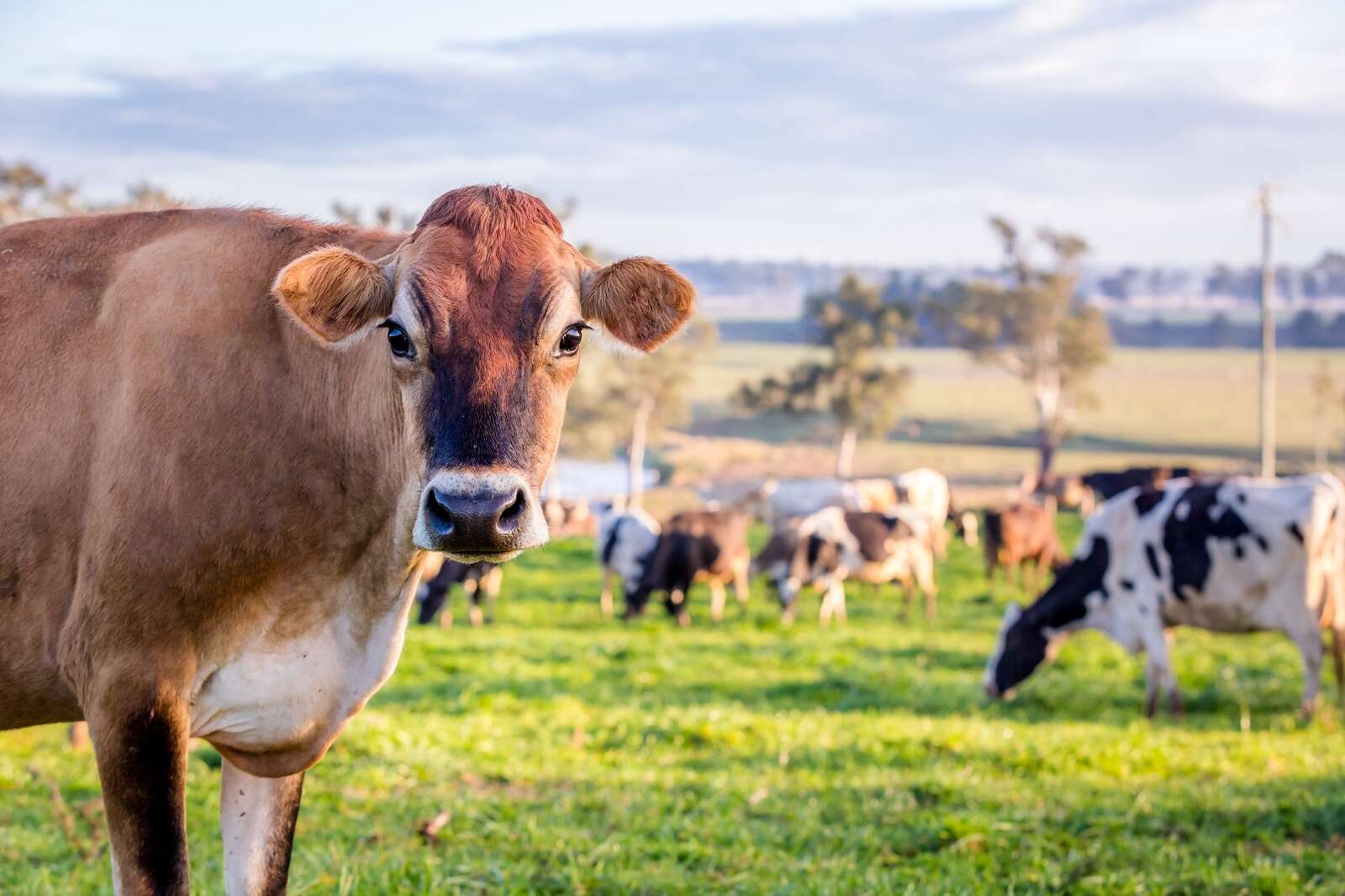 Australian milk production on track for growth | Dairy News Australia