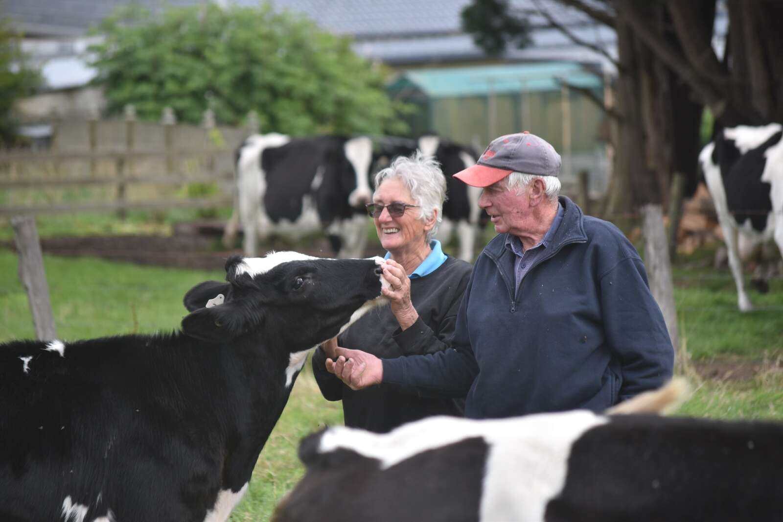 Their hearts belong to Dixie | Dairy News Australia