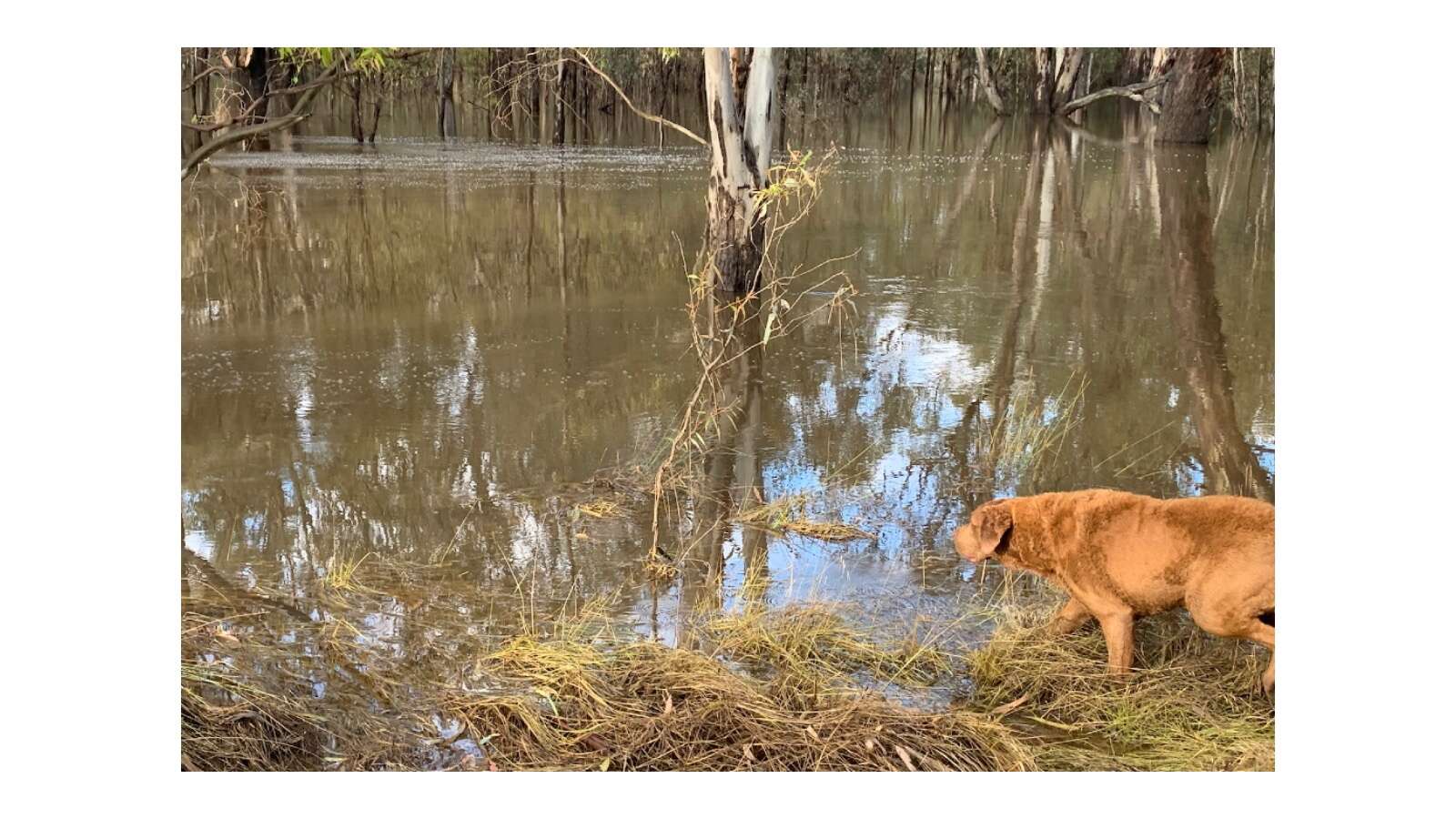 Freaky bubbles and postdiluvian promise | Shepparton News