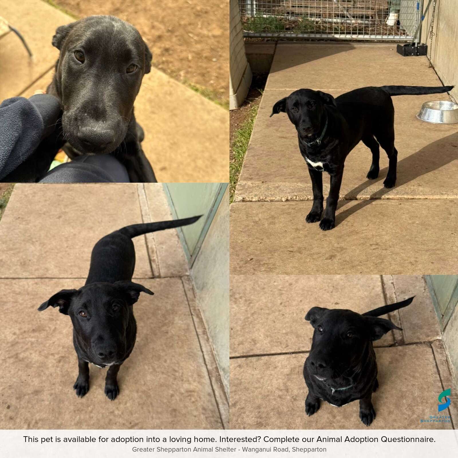 Pet of the Week | Meet Scorpion | Shepparton News