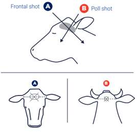 Humane euthanasia | Dairy News Australia