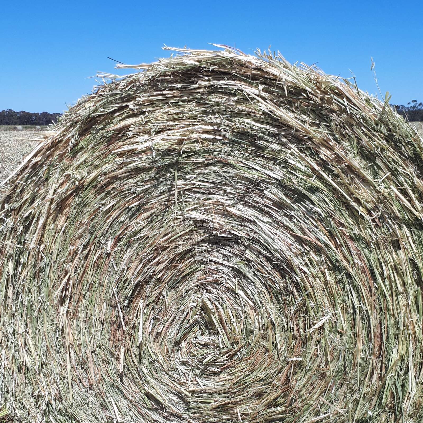 Buy a Bale is back | Country News