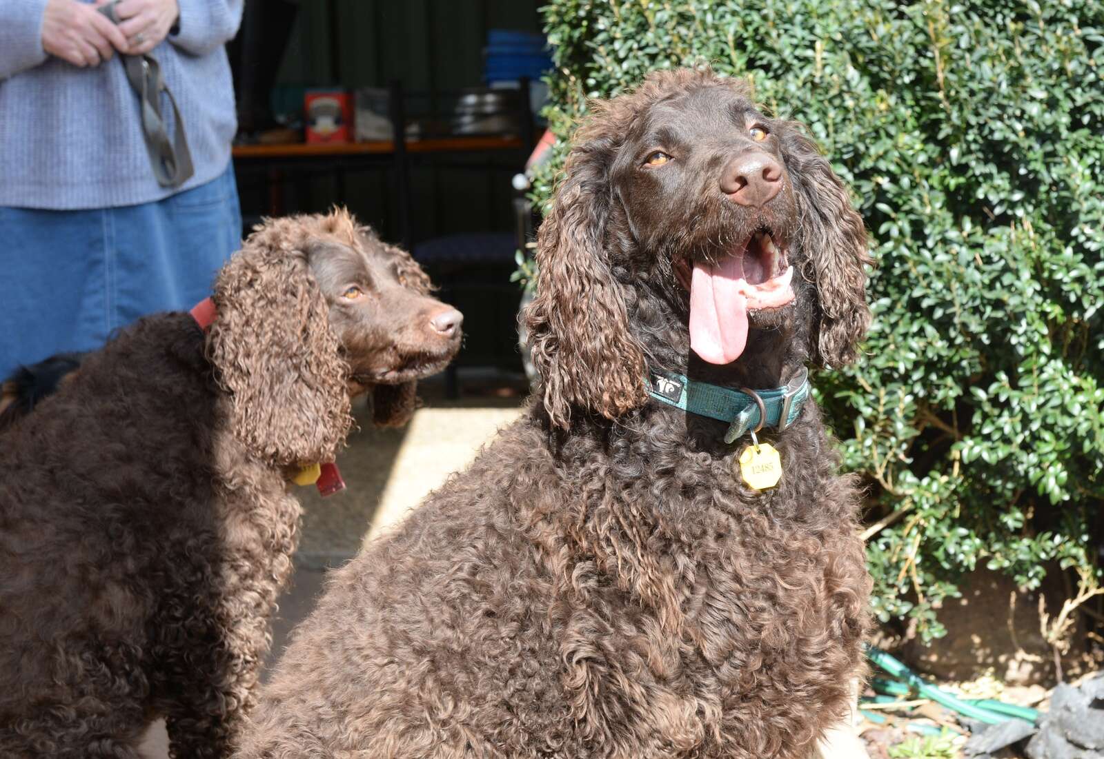 Aussie gun dog is back for good | Country News