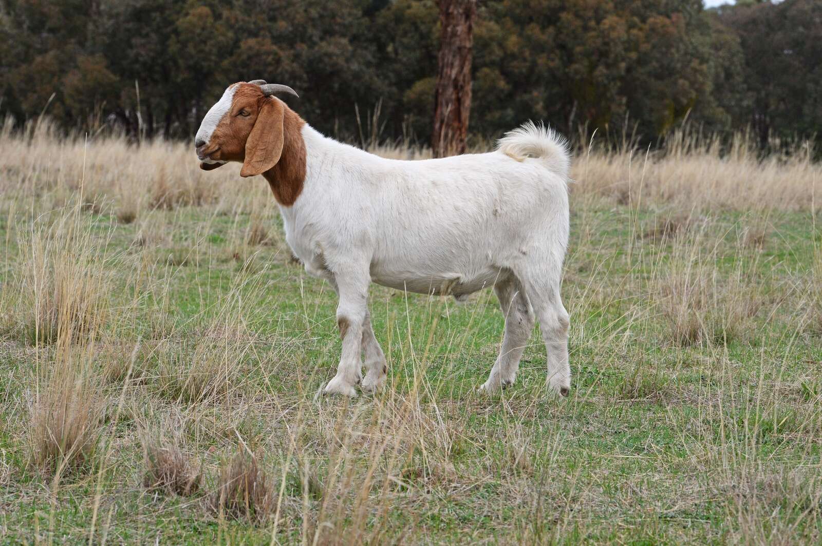 You’ve goat this | Country News