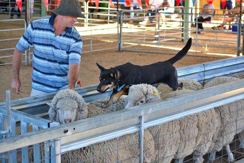 Dog auction now open online | Country News