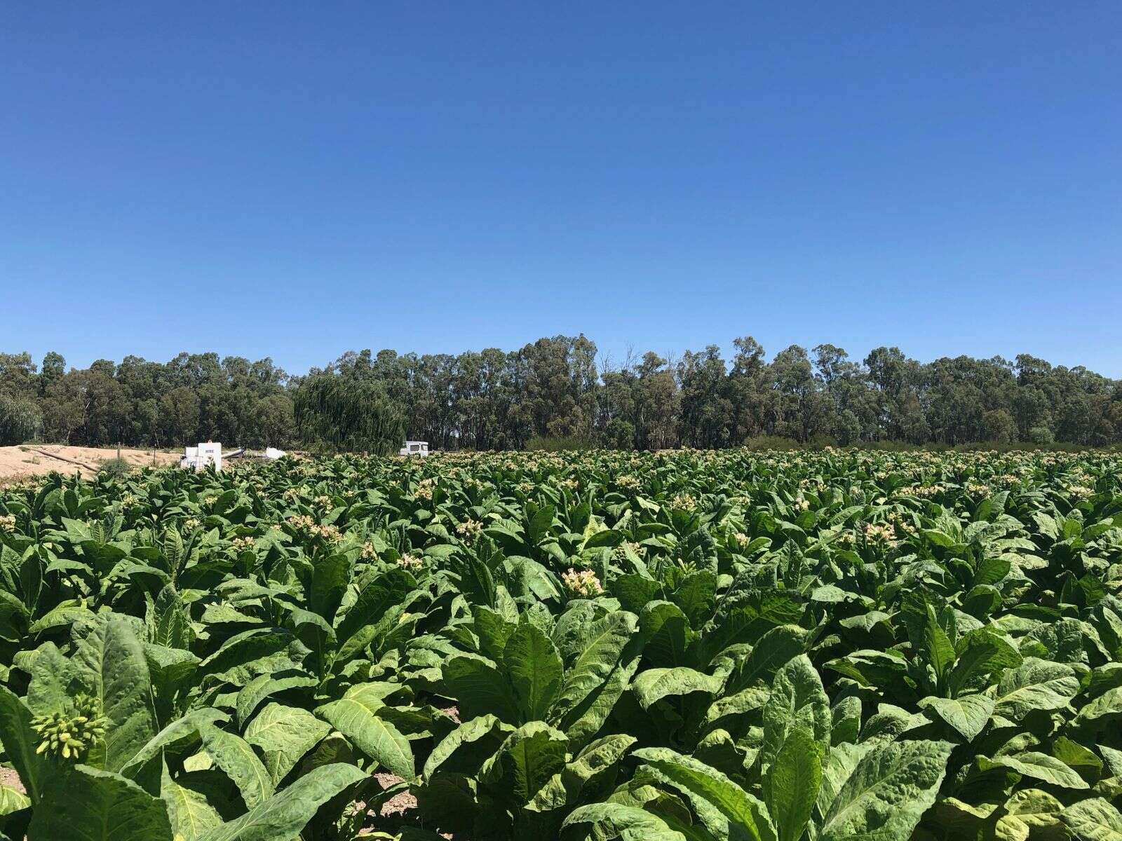 Operation Greyhound sniffs out $42 million in illicit tobacco | Country ...